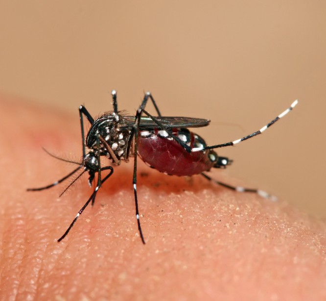 Rangoon has highest rate of dengue fever in Burma- DVB